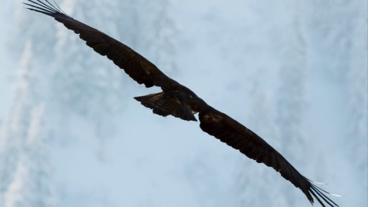 Eagle - YouTube