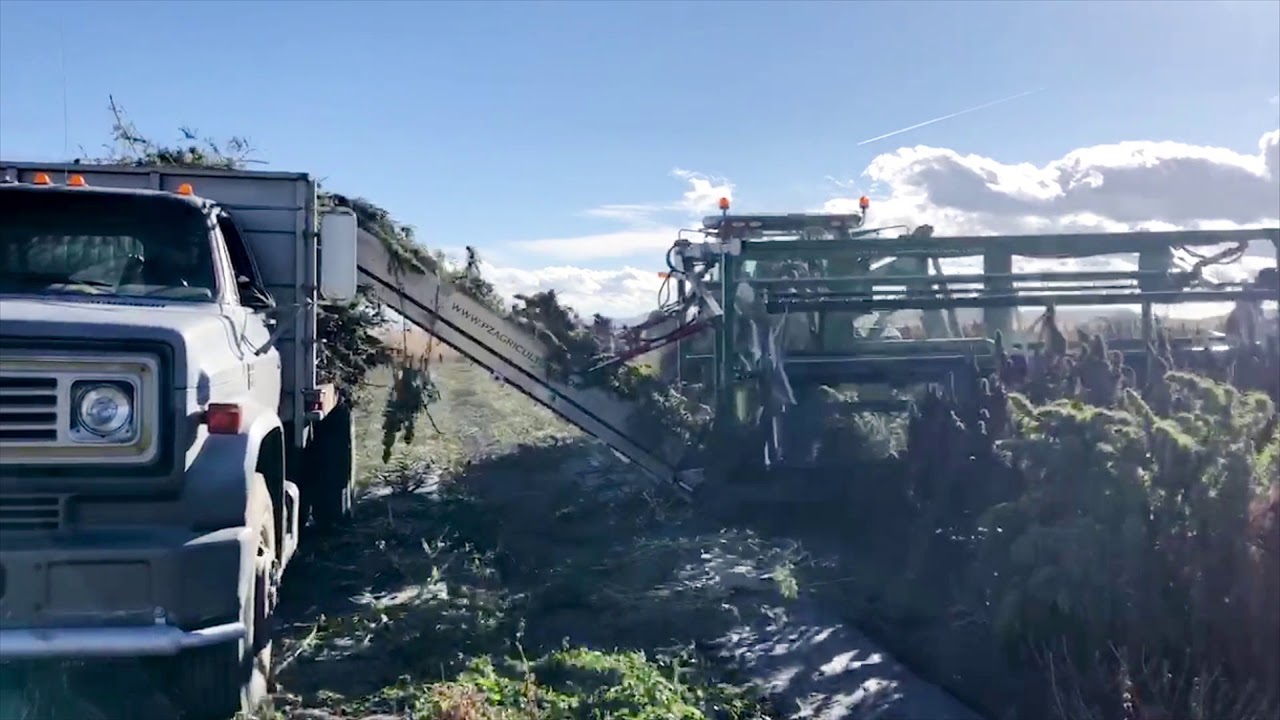 CBD Hemp Harvest of heavy and bushy hemp plants - YouTube