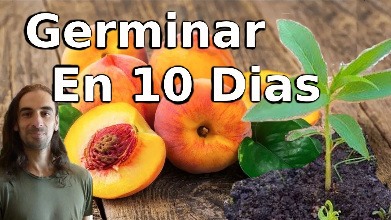 Germinar y Plantar Durazno / Melocotón en 10 días Plantas Fáciles y ...