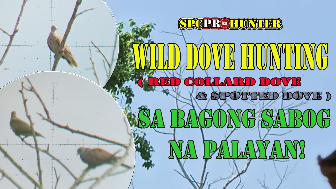 32. Wild Dove Hunting Sa New Spot Namin! (Red Dove & Spotted Dove ...