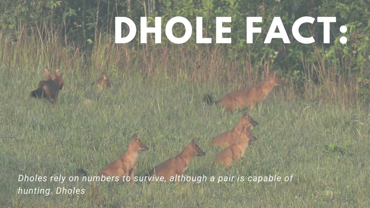 Dhole Fact pack size - YouTube
