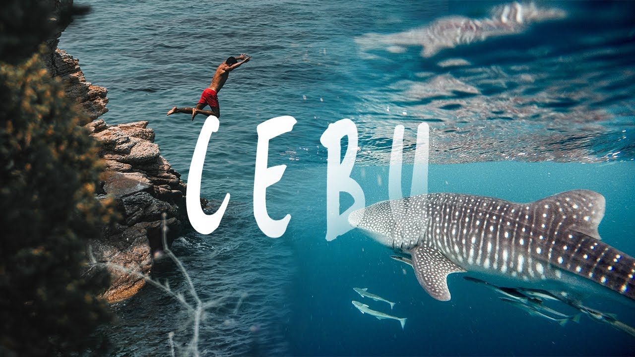 Whale Sharks & Cliff Diving in Cebu City - YouTube