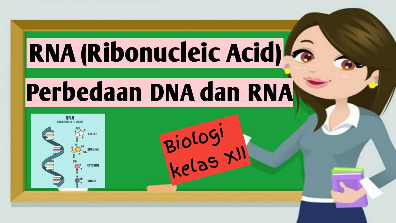 Perbedaan Dna Dan Rna 7 Pada Tabel Berikut Ini Yang Menunjukkan