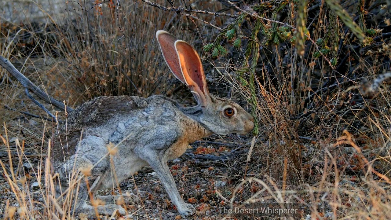 Jackrabbit eating cholla cactus - YouTube