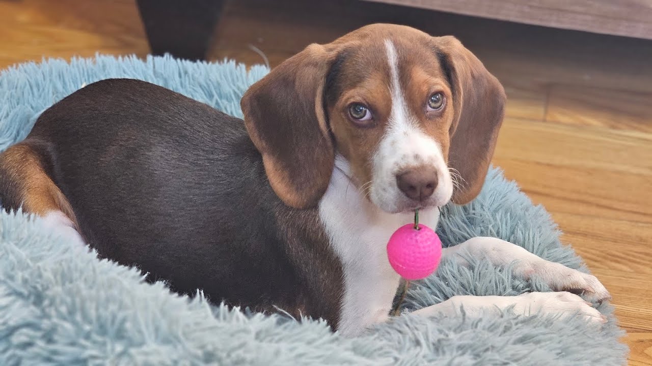 Abby - Chocolate tricolor beagle puppy AVAILABLE - YouTube