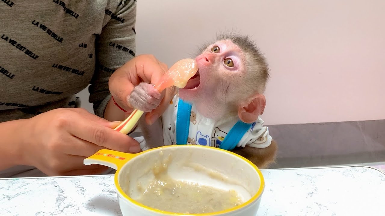 Monkey Puka eats deliciously with oatmeal porridge mixed with banana ...
