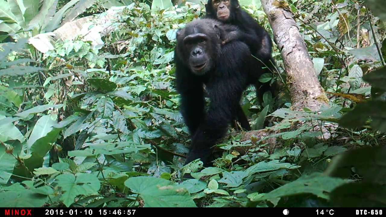 Chimp family passing through the jungle - filmed with a MINOX DTC 650 ...