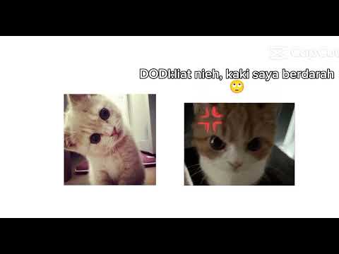 MEME KUCING :KAKI SAYA berdarah nih 😅#memekucing#video#GABUTT