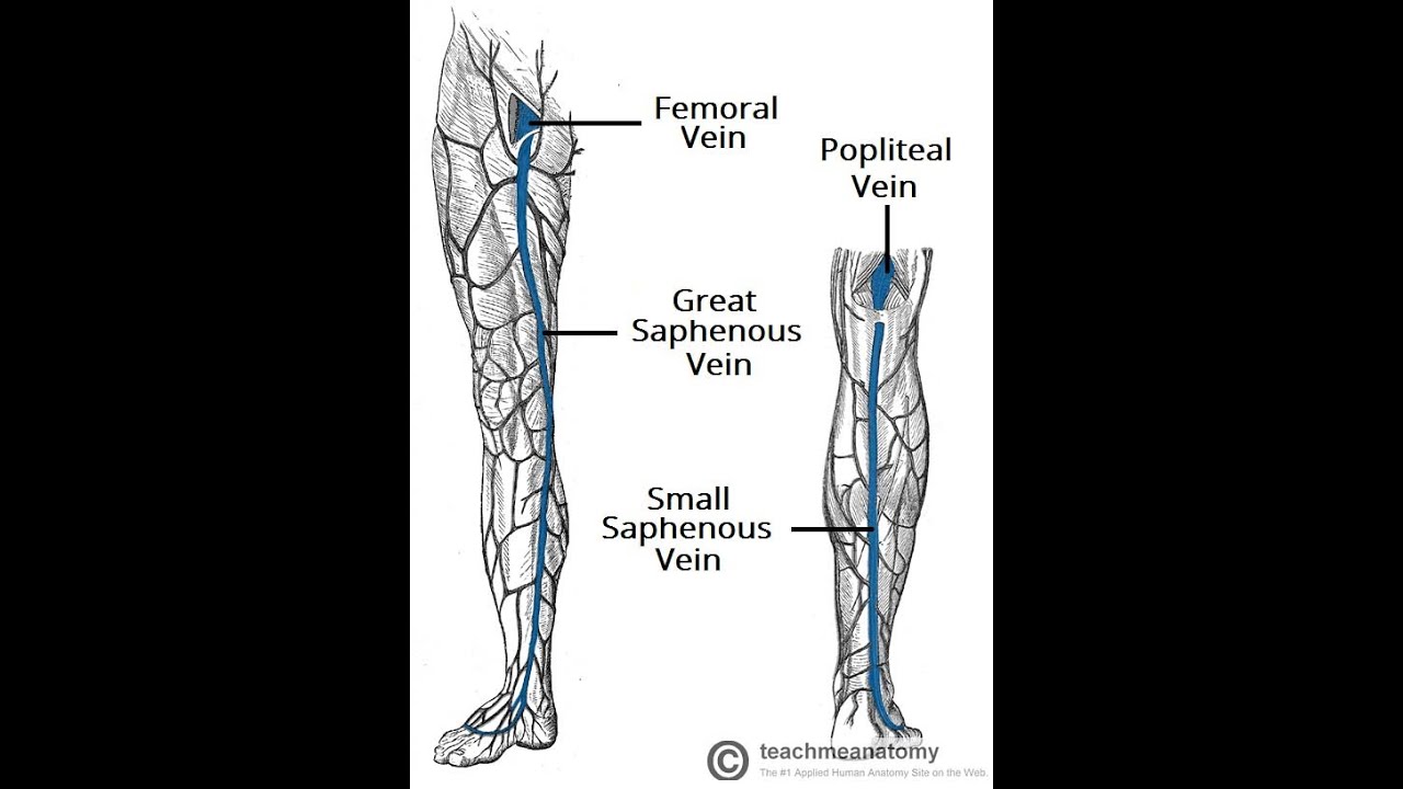 Dr.Mahmoud Eladly Duplex course. Peripheral superficial venous system ...