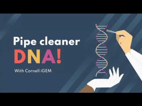 Model DNA with Pipe Cleaners! - YouTube