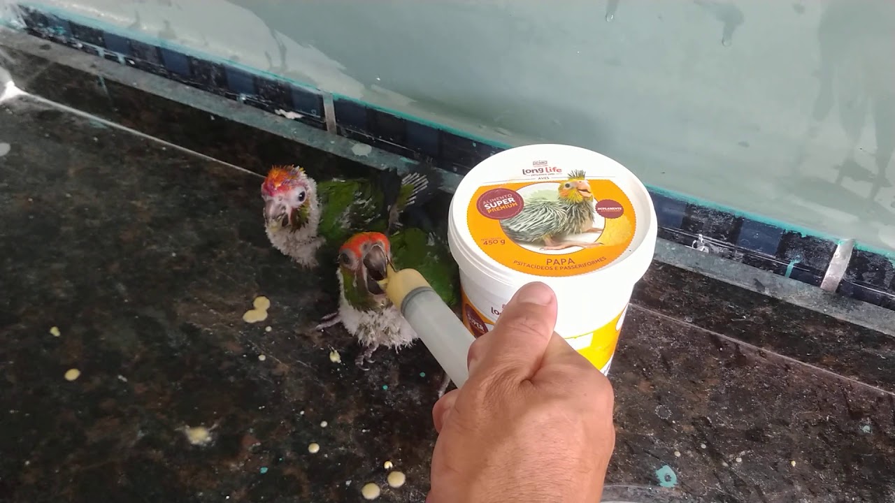 PAPINHA MARITACA FILHOTE - YouTube