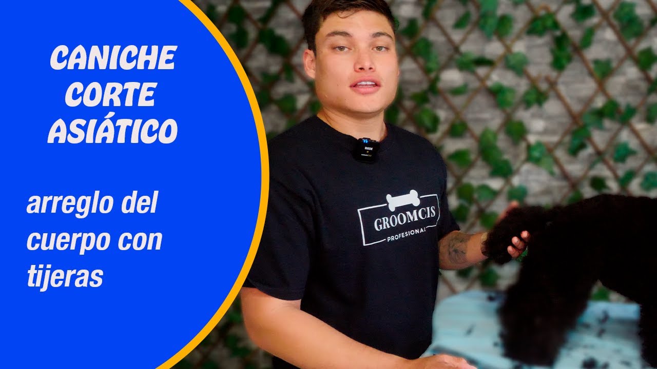 Cómo cortar el pelo del cuerpo a un caniche con tijeras de peluquería canina con DANIEL CISNEROS ...