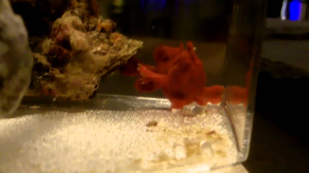 Red frogfish eating and flicking his lure - YouTube