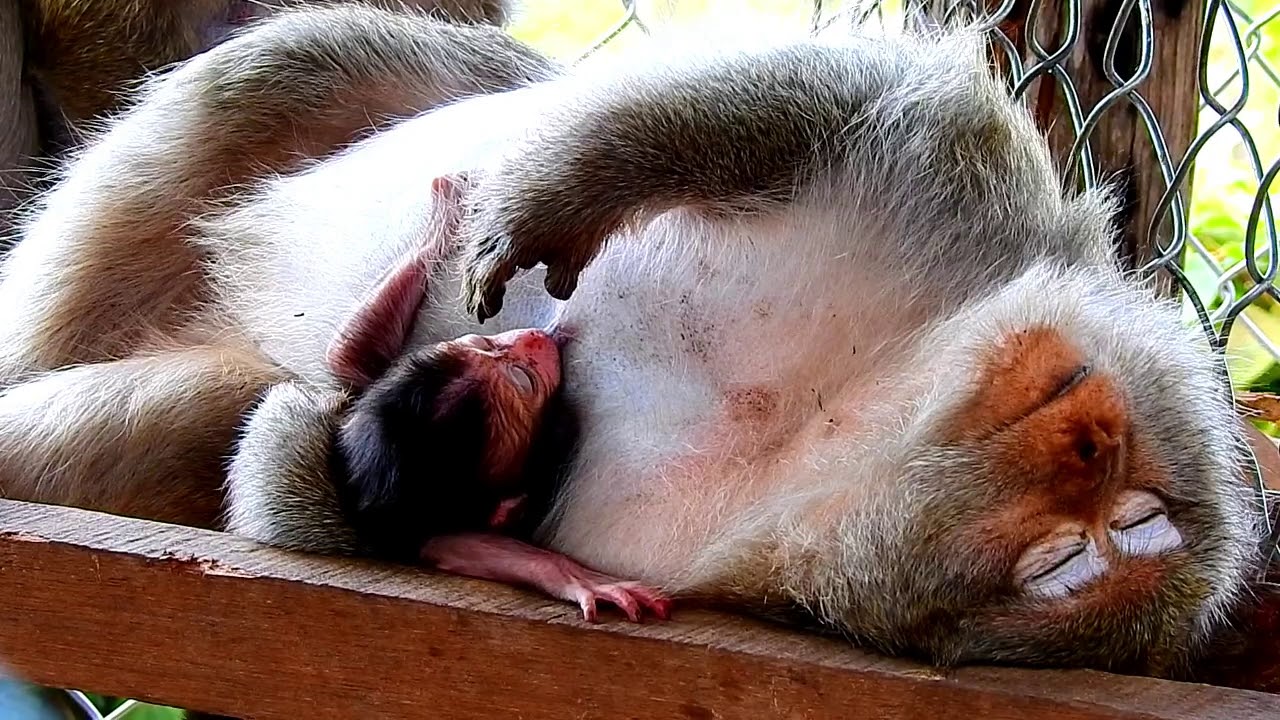 Update Dolly monkey today better hugs newborn baby,poor newborn baby ...
