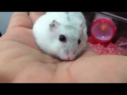 Frozen Hamster - YouTube