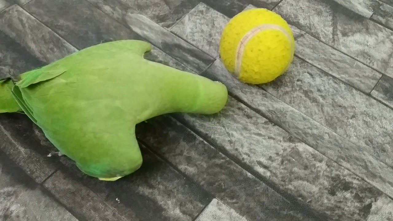Parrot playing with ball - YouTube