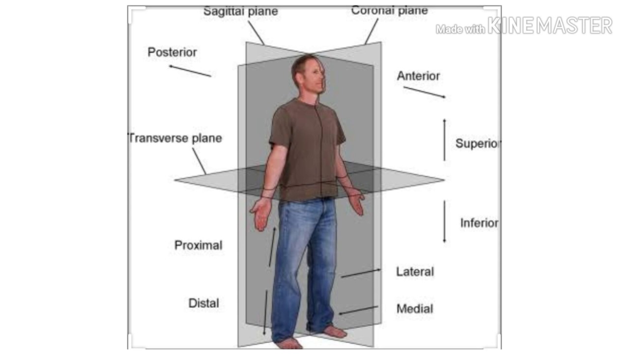 Anatomical Position Terminology Used In Anatomy Body Movement anatomical-position-terminology-used-in-anatomy-body-movement
