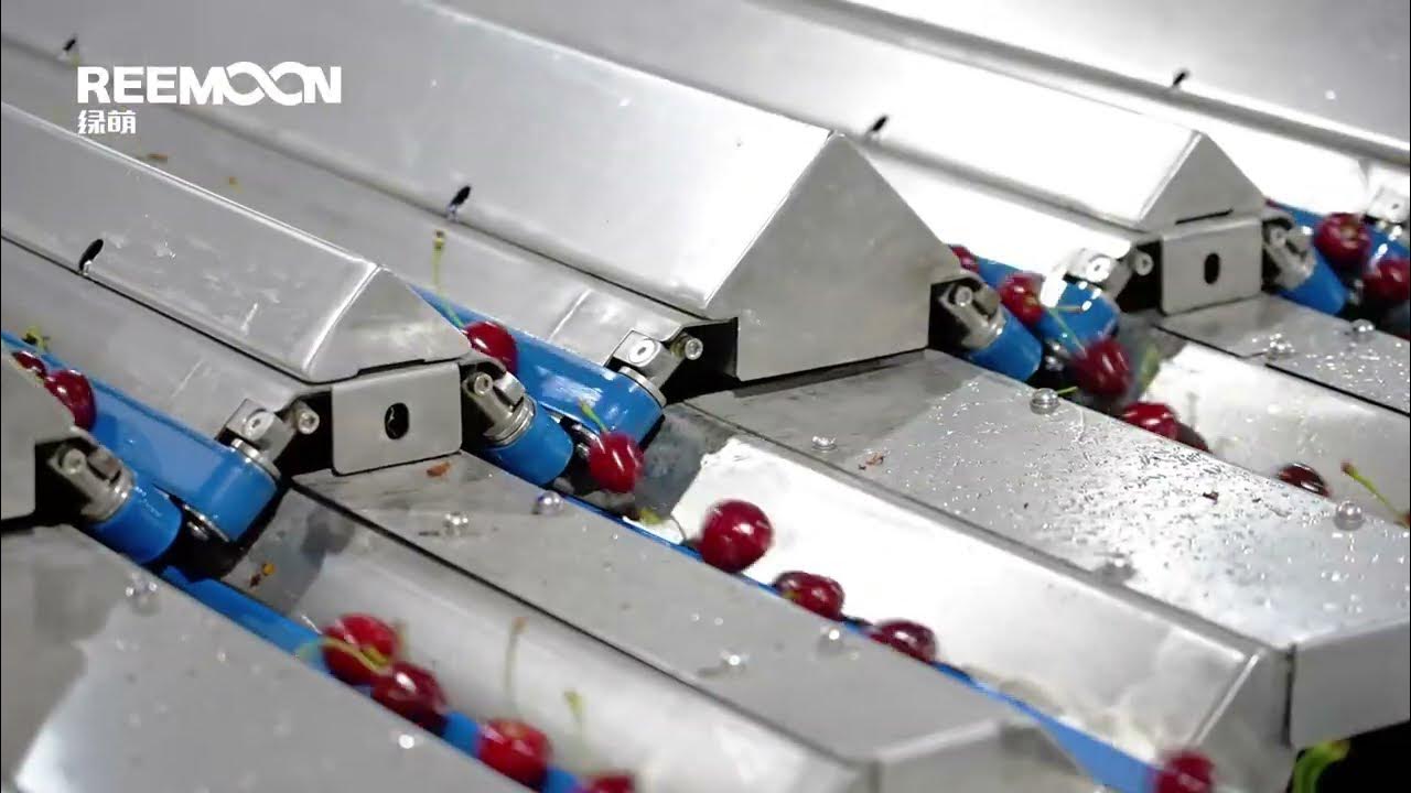 Reemoon Cherry Sorting Machine - YouTube