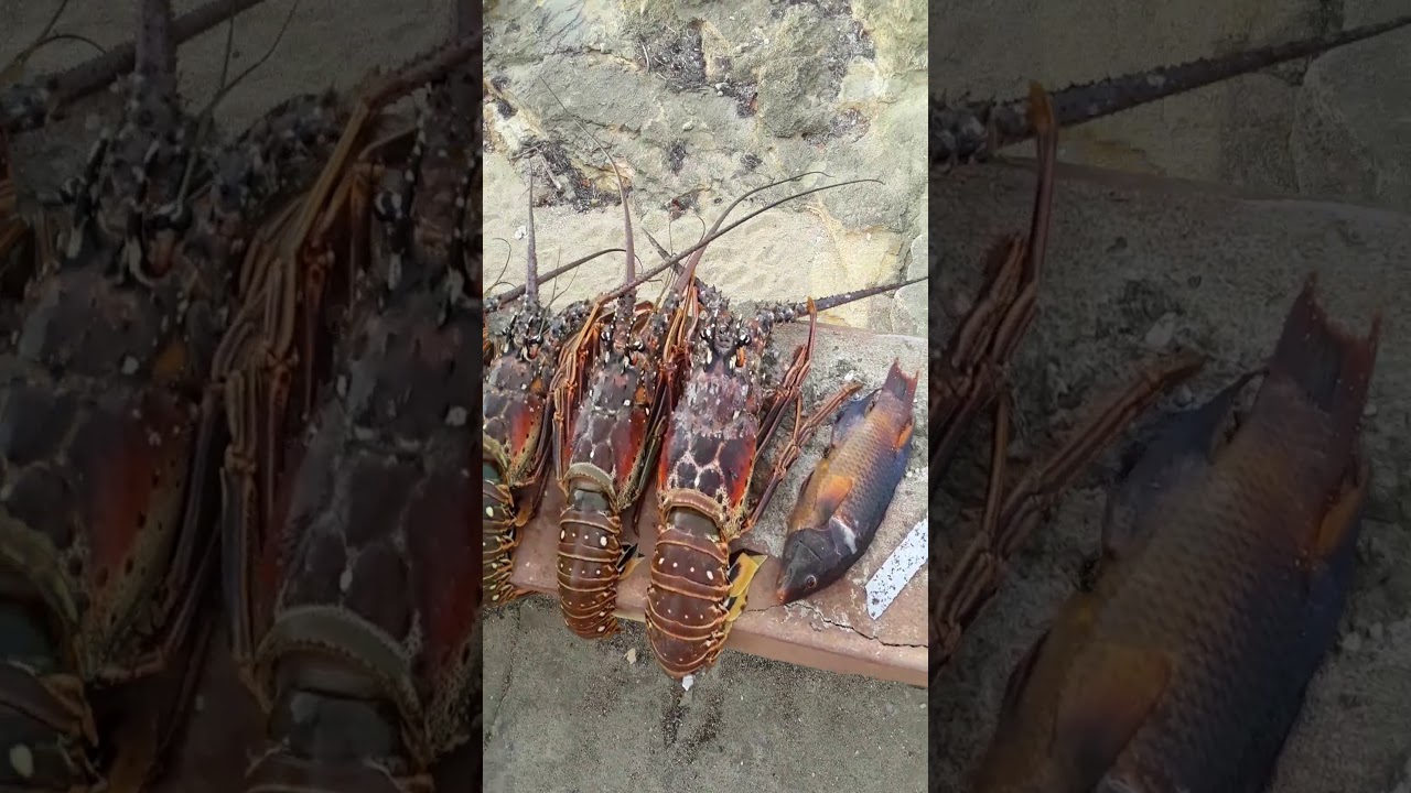 PUERTO RICO LOBSTERS By #mikemerone - YouTube