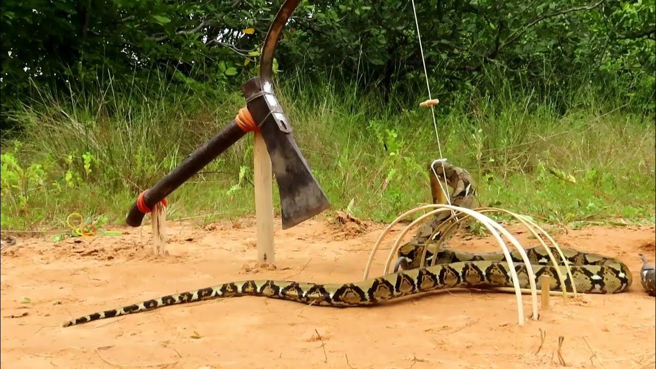 Easy Snake Trap Creative DIY Python Snake Trap make from an axe and ...