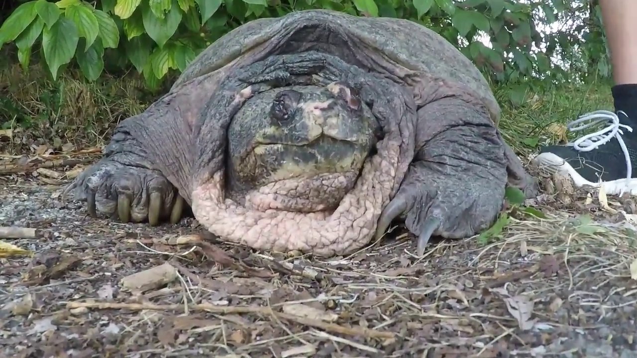 Giant Turtle in Humber Bay Park, Toronto - YouTube