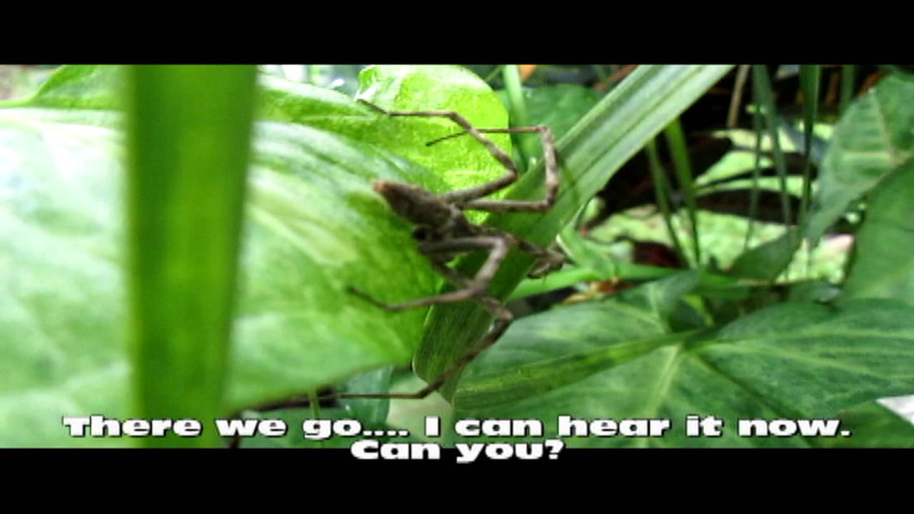 The Amazing Five Legged Whispering Spider - YouTube