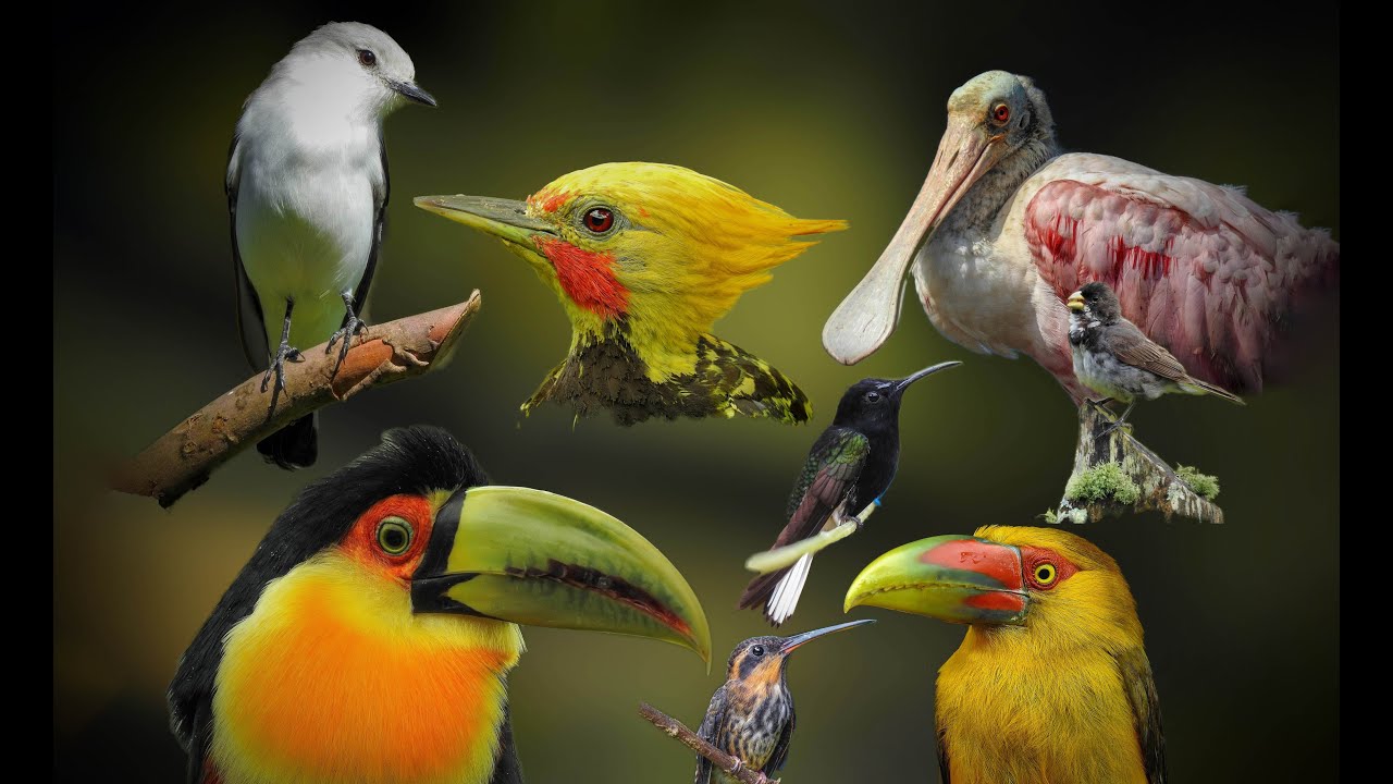 Neotropical Birds Singing - Colorful Birds - YouTube