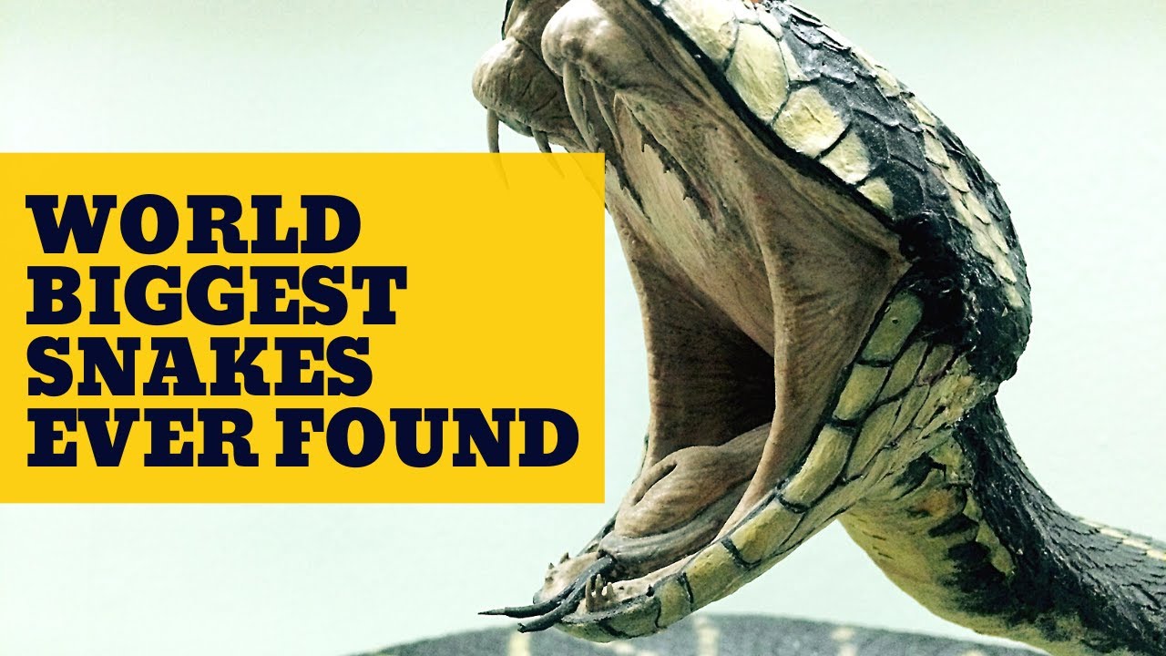 The 7 Biggest Snakes Ever Found In The World - YouTube