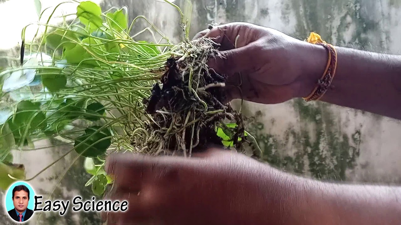 வல்லாரை (Centella asiatica) - ஓடிகள் மூலம் இனப்பெருக்கம் (Runners ...