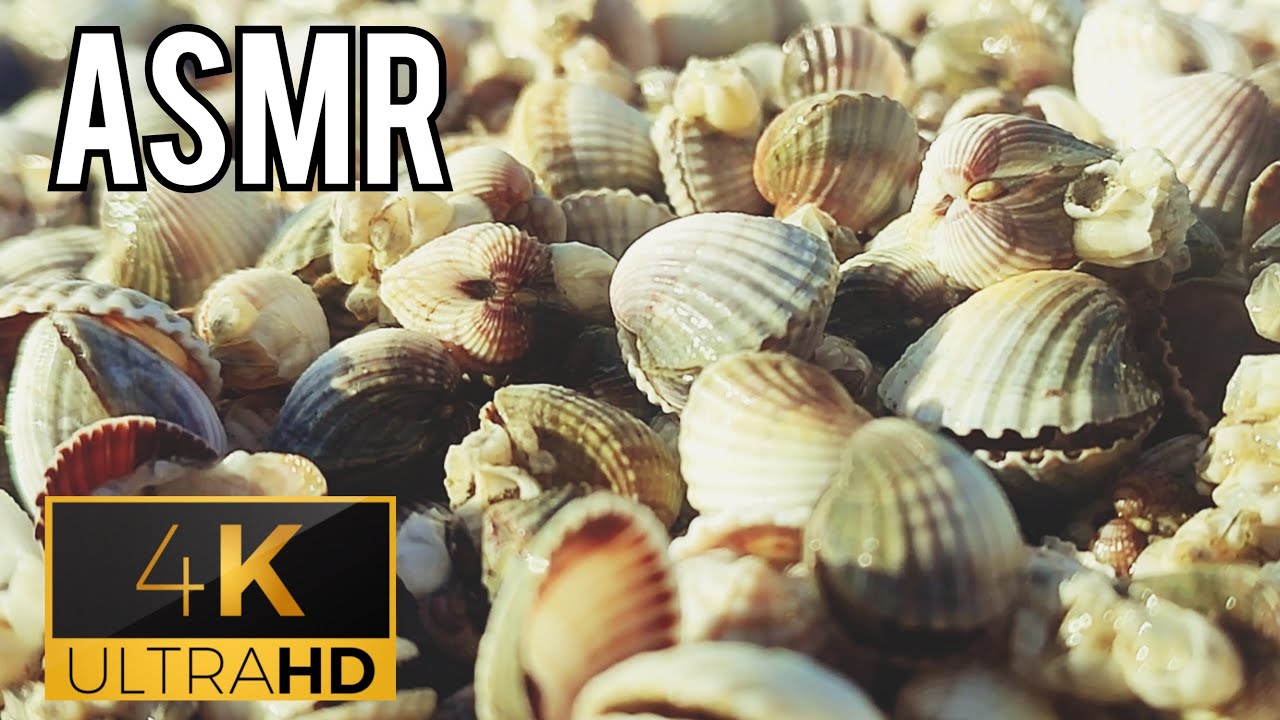 ASMR the Sound of Shells in the Caspian Sea/4K for relaxing - YouTube