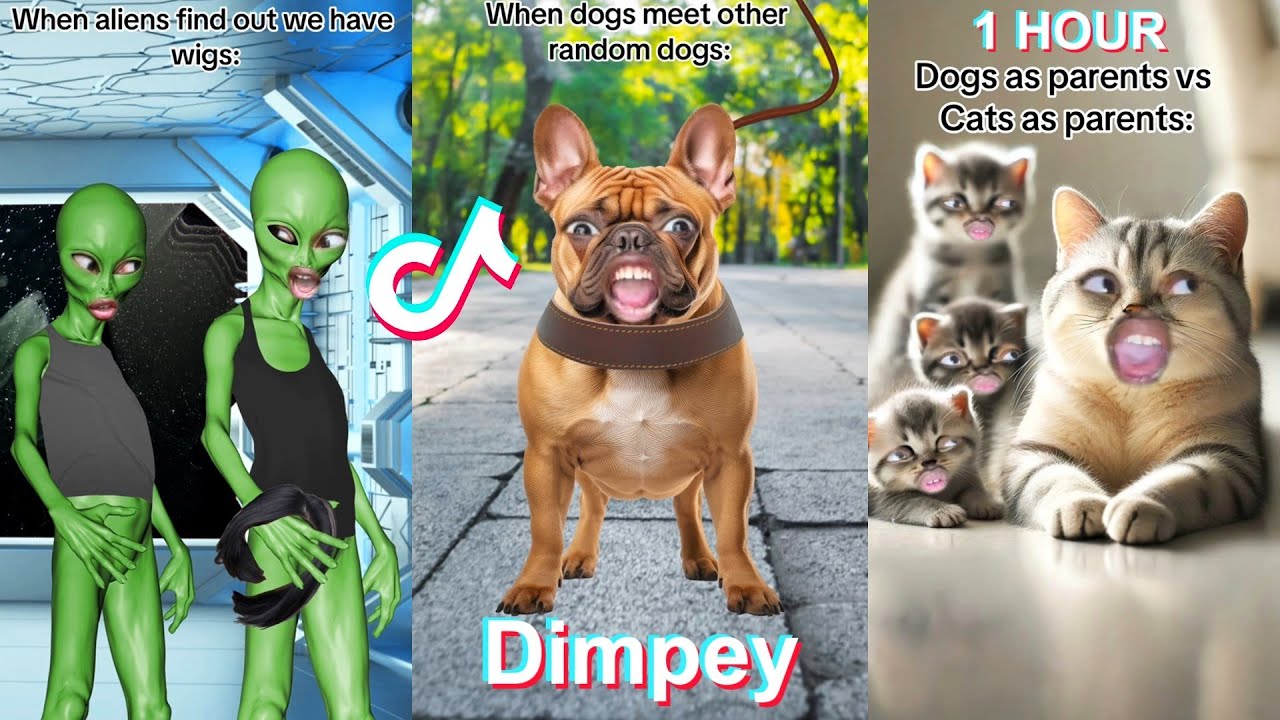 * 1 HOUR * Dimpey6 Shorts Compilation 2024 | Funny Dimpey TikToks - YouTube