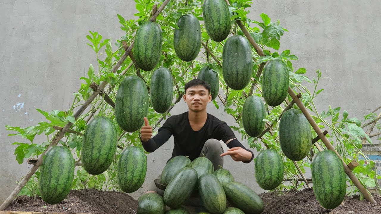 Big, sweet and juicy fruit: Here's the secret to growing watermelons at home - YouTube
