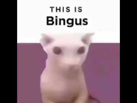 Bingus 😺😺 | Bingus | Know Your Meme