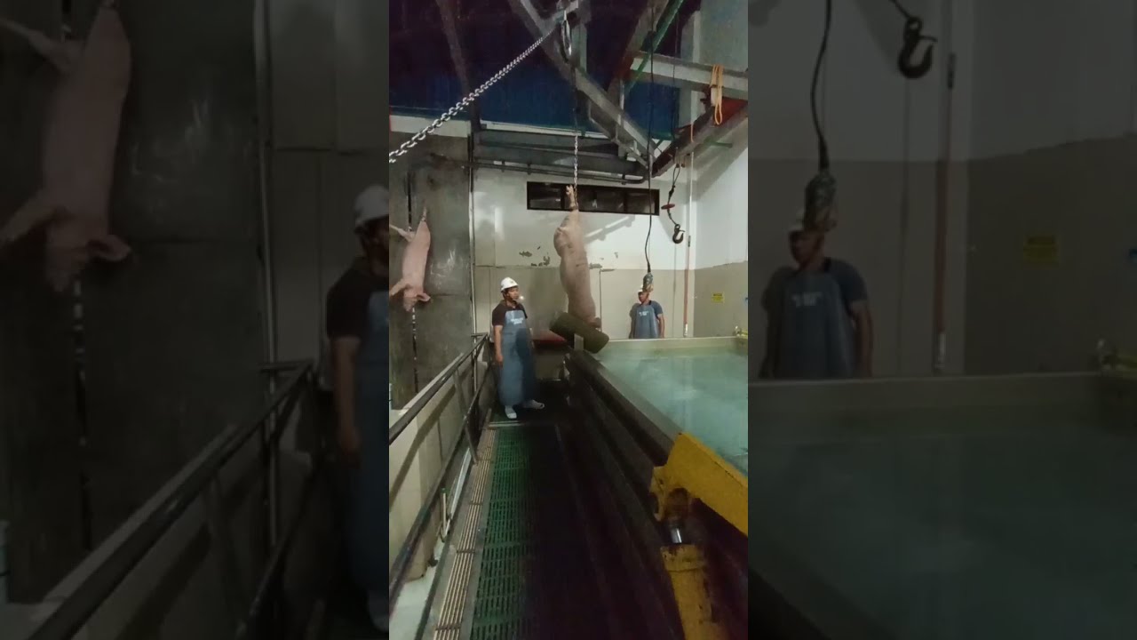 Hog line starting operation. - YouTube