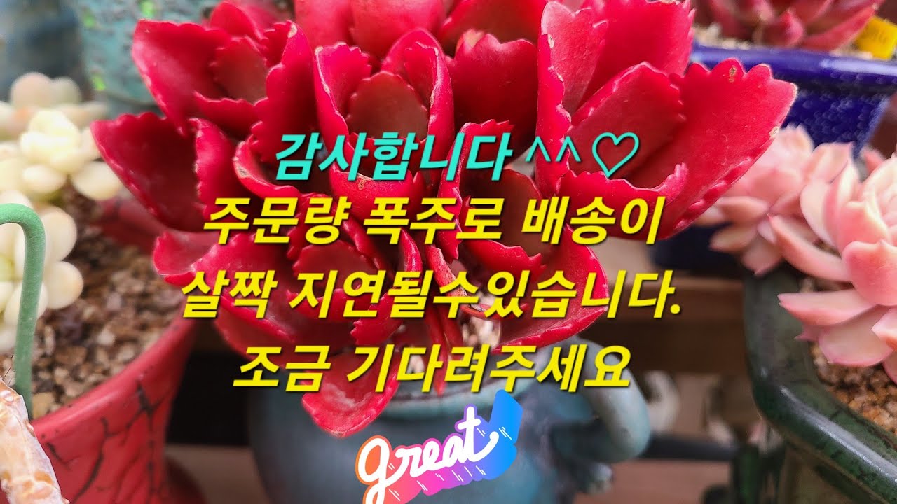 2023년 3월3일 세일 할인~국민다육 방문구매3개5000원선녀와나무꽃화분다육신상안내다육금화분택배다육택배