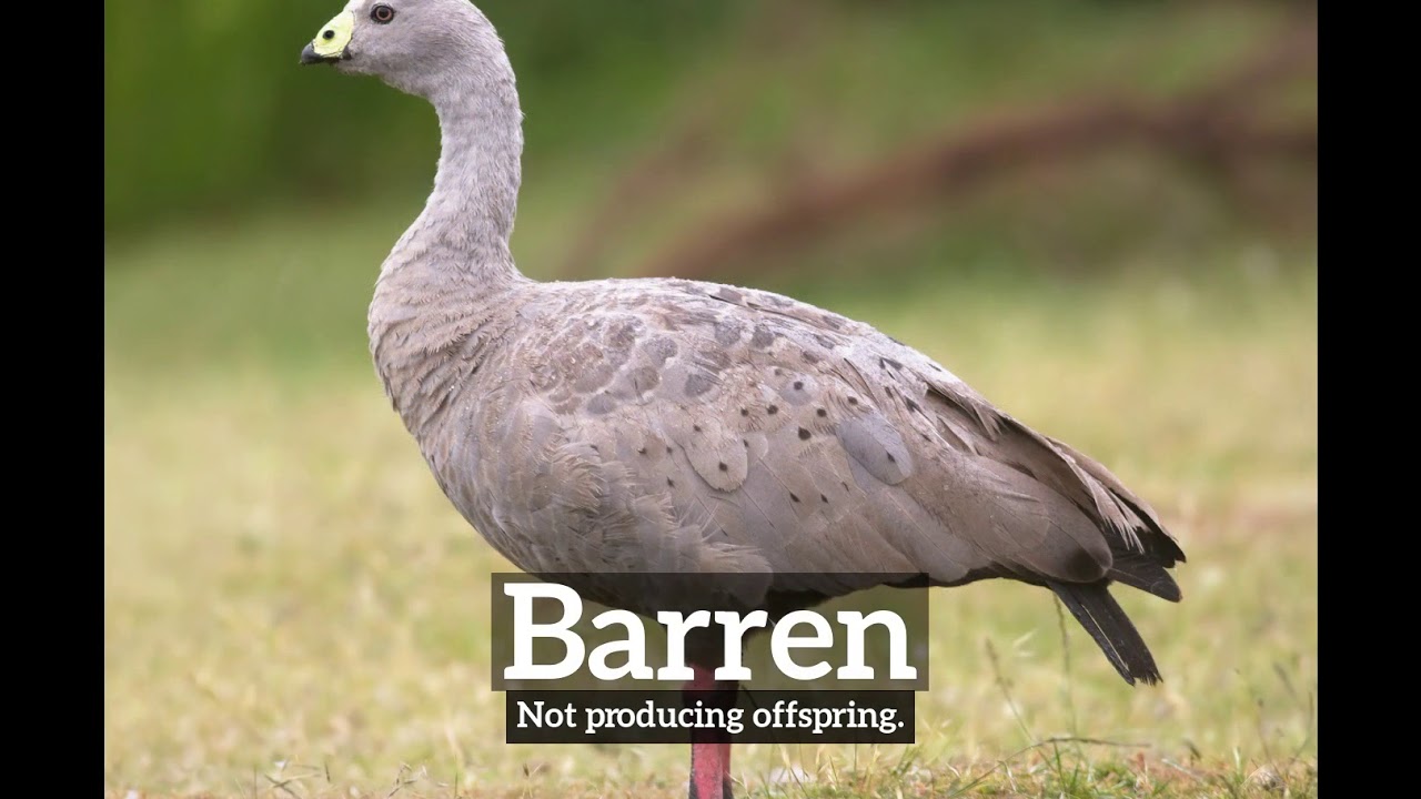 What is Barren? | How to Say Barren in English? | How Does Barren Look ...