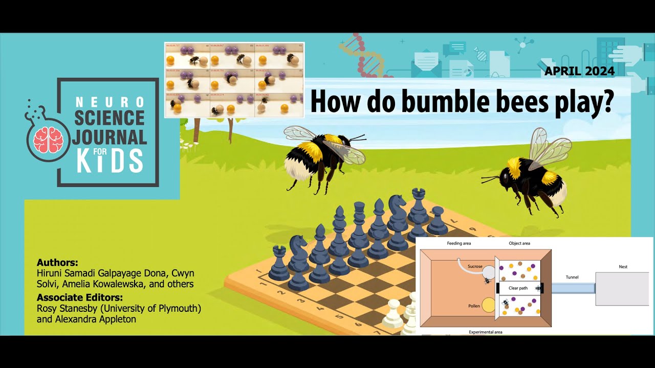 E119: How do bumble bees play? [SJK Audio Edition] - YouTube