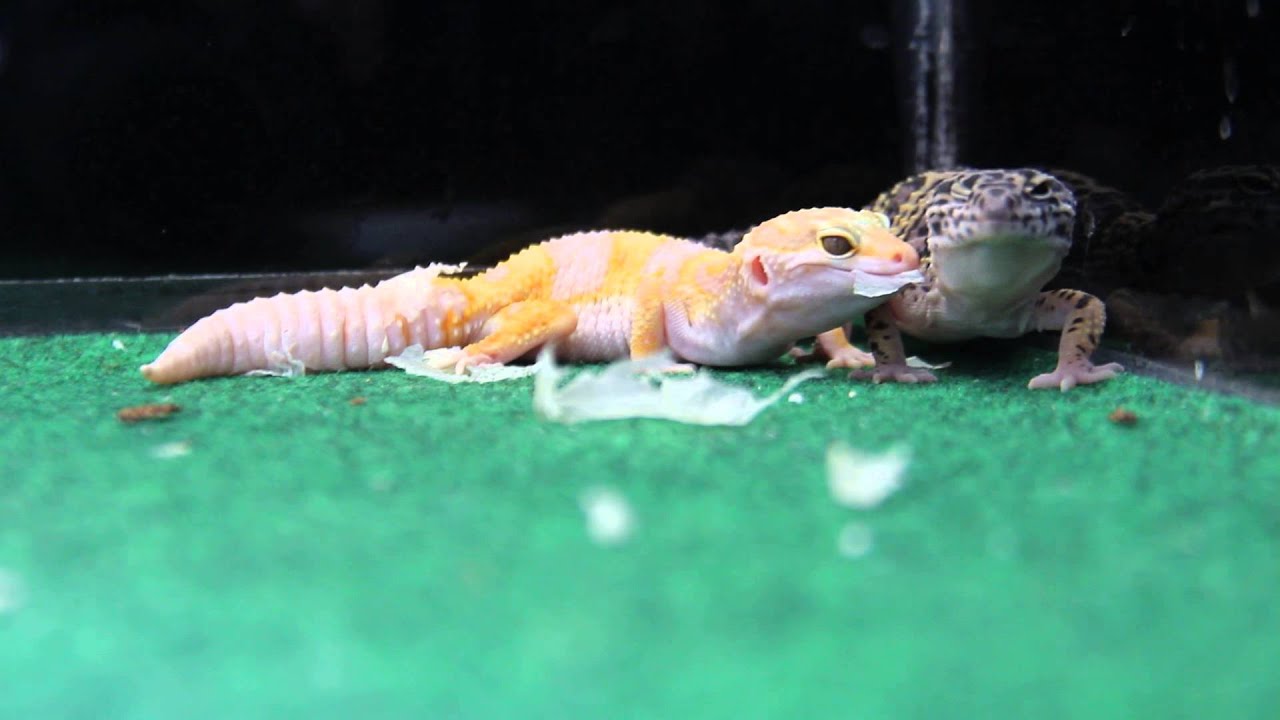 A Leopard Gecko Molting or Shedding - YouTube