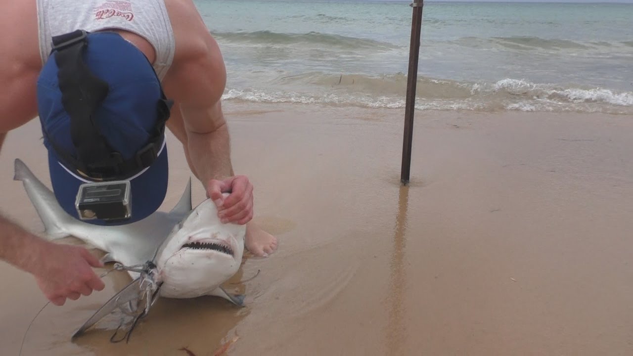 Baby Shark & Eagle Ray Caught While Beach Fishing - YouTube