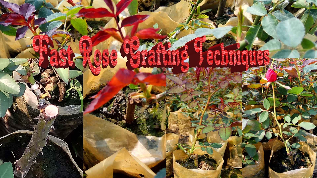 Wow Easy Rose Grafting Techniques. - YouTube