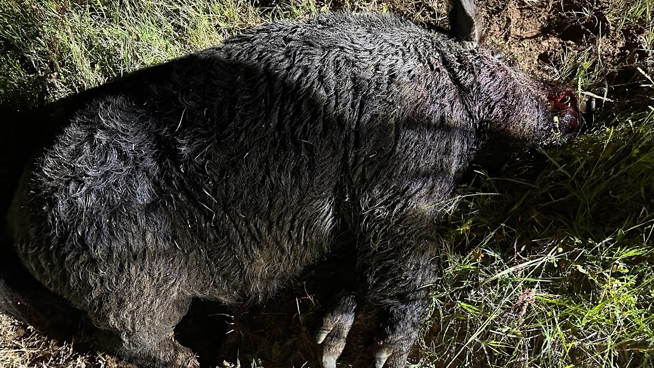 Alabama Hog Eradication Hunters helping Farmers !!! - YouTube