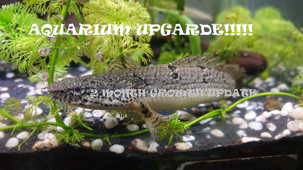 AQUARIUM UPGRADE!!!! plus 2 month growth DELHEZI BICHER,GREEN TERROR ...