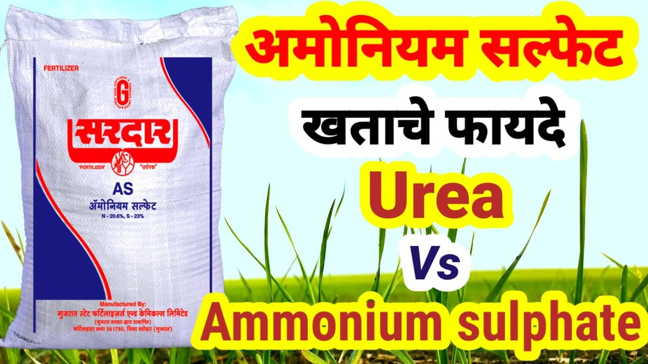 अमोनियम सल्फेटचे फायदे व वापरण्याची पद्धत / Urea vs Ammonium sulphate ...
