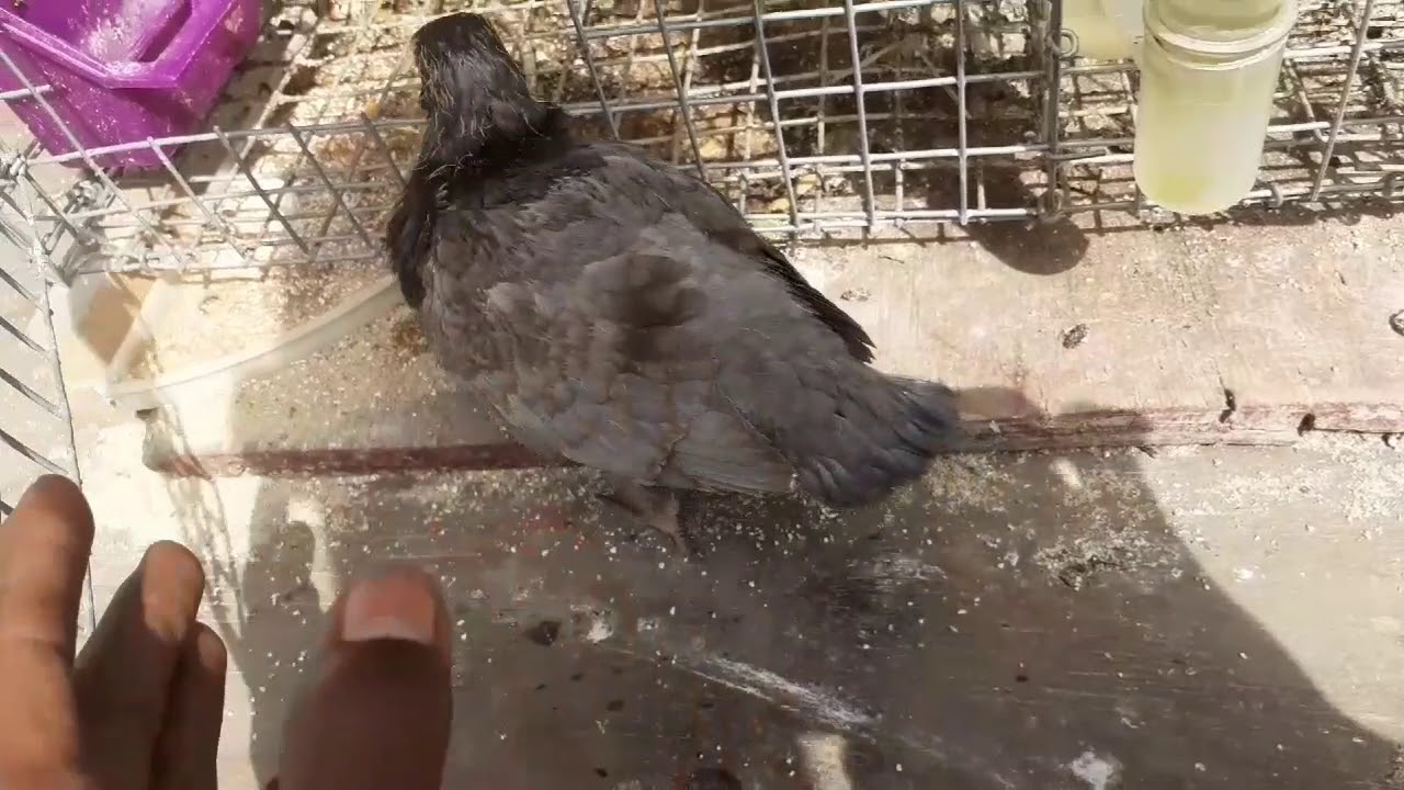 Pigeon Update Must Watch - YouTube