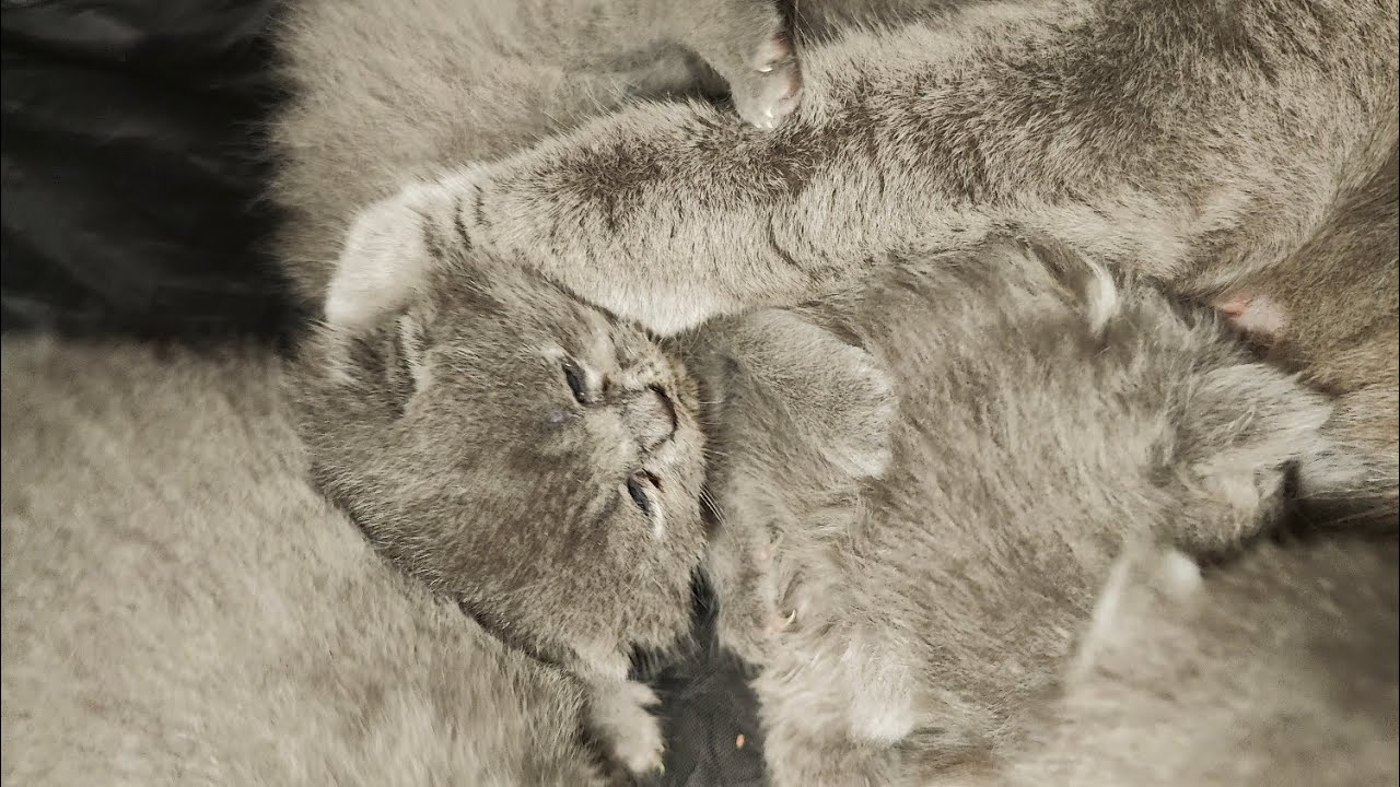 kittens ASMR while mother is eating - YouTube