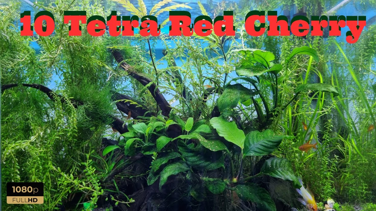 Tetra Red Cherry | Amazon Fish | Peixe Amazônico - YouTube