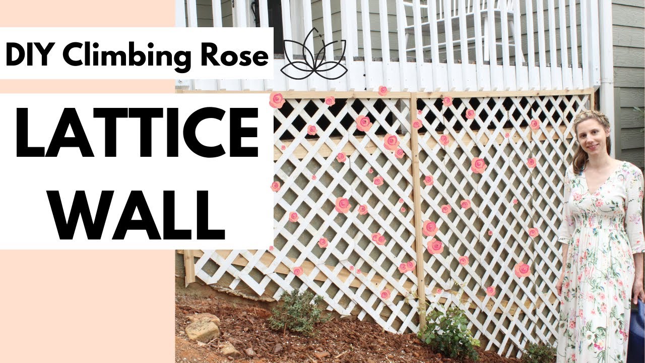DIY Climbing Rose Lattice Wall - YouTube