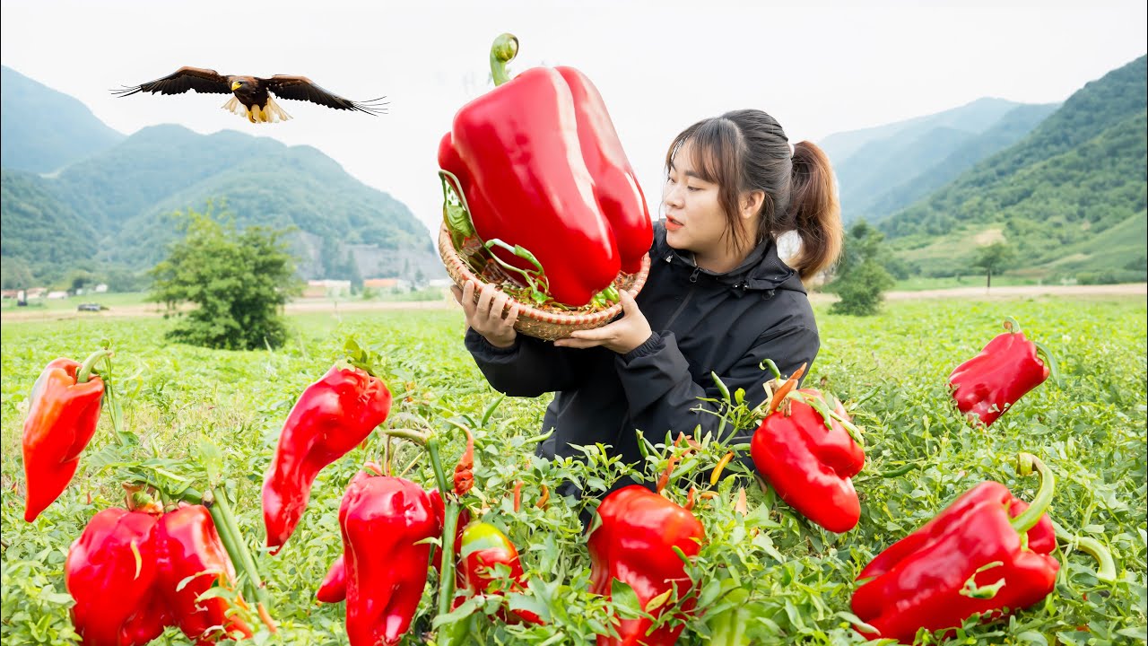 Harvesting Super Spicy Chili - A Type Of Chili Is Known As Dragon's ...