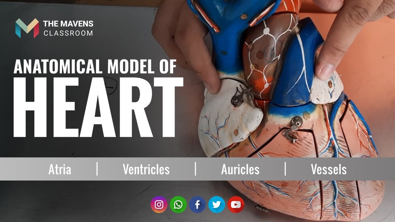 Anatomy of Human Heart | Auricles | Atria & Ventricles | Aorta | IVC ...