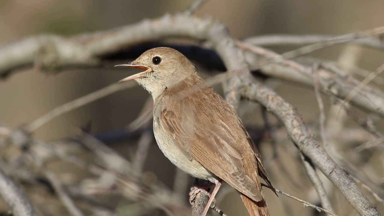 Bülbül sesi | Common Nightingale song - YouTube